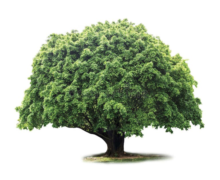 Tree Isolated on White Background Stock Image - Image of garden, work ...