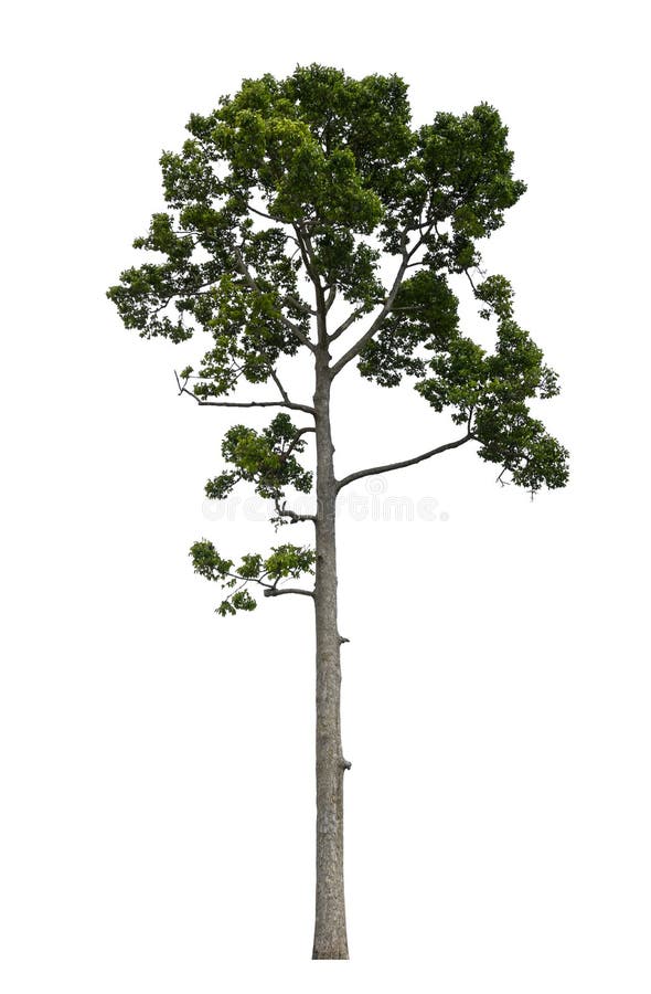 202 Dipterocarpus Alatus Tropical Tree Isolated White Background Stock ...