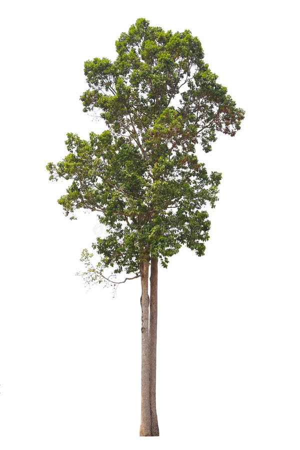 Tree Isolated on White Background Stock Illustration - Illustration of ...