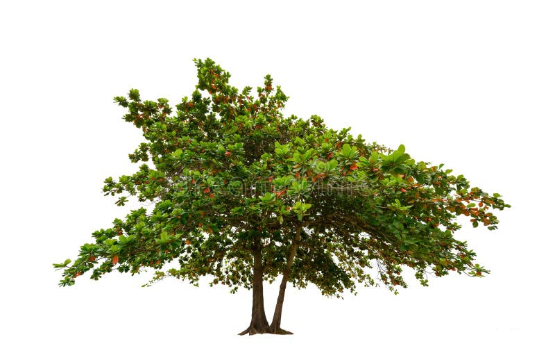 Tree Isolated on White Background High Resolution for Graphic ...