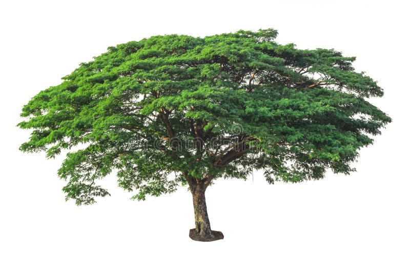 Tree Isolated of Terminalia Stock Image - Image of foliage, organic ...