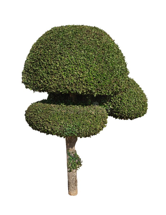 Round Shaped Trees Isolated on White Background Stock Photo - Image of ...