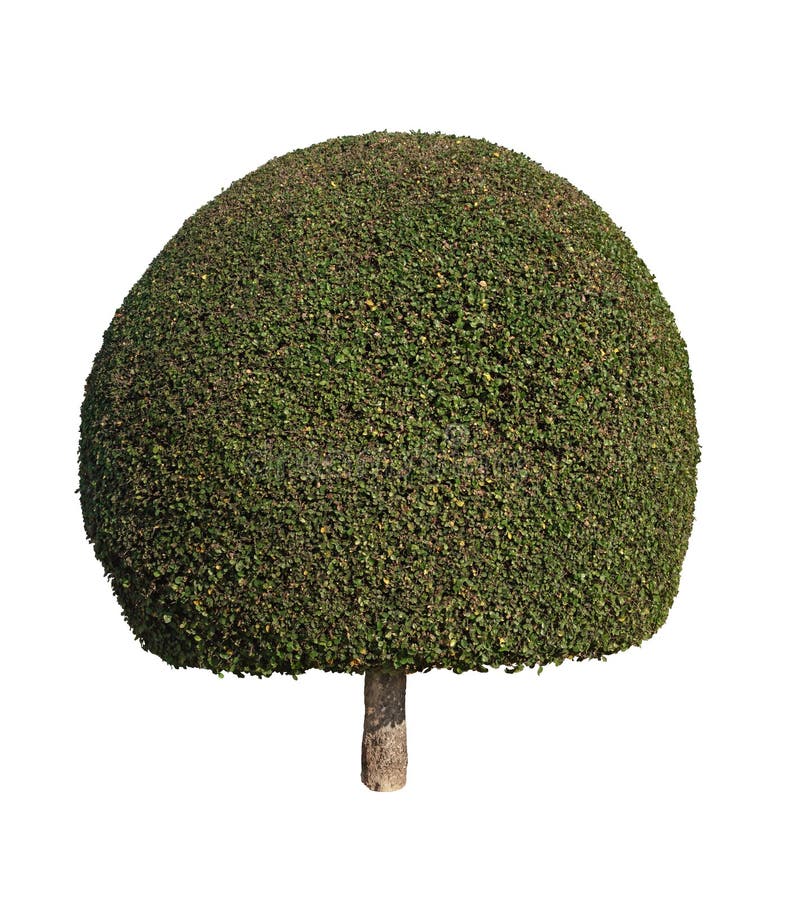 Round Shaped Trees Isolated on White Background Stock Photo - Image of ...