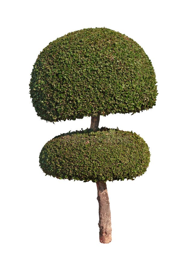 Round Shaped Trees Isolated on White Background Stock Photo - Image of ...