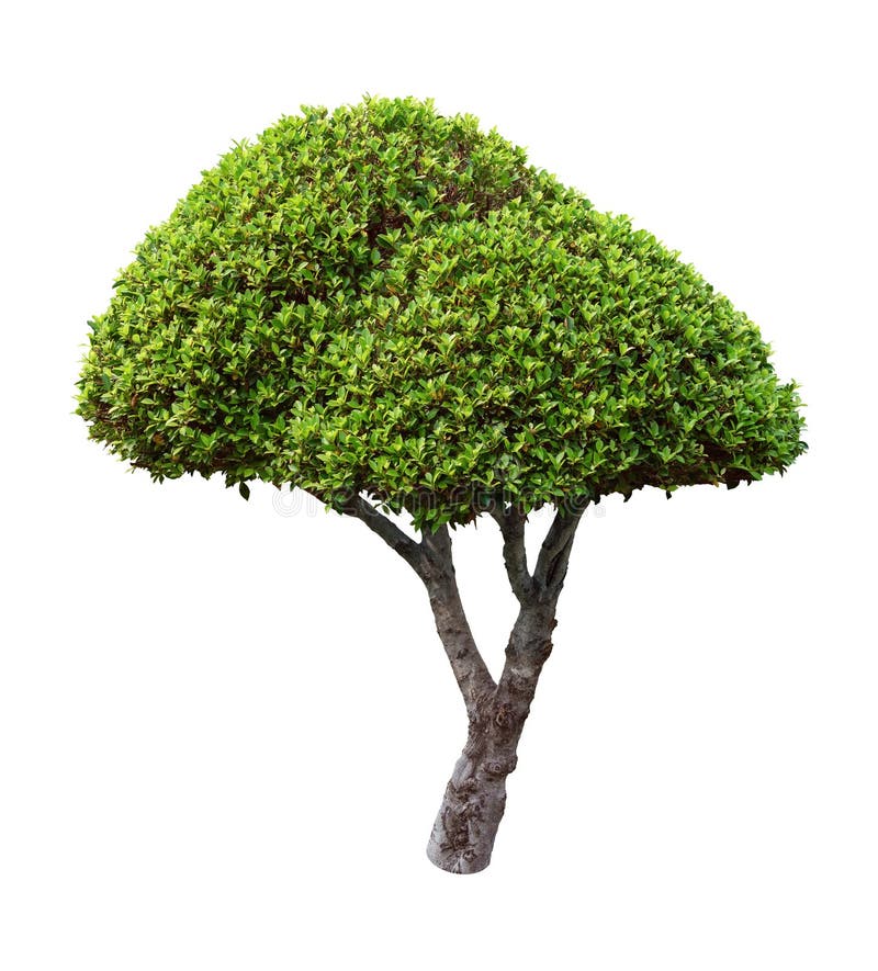 Round Shaped Trees Isolated on White Background Stock Photo - Image of ...