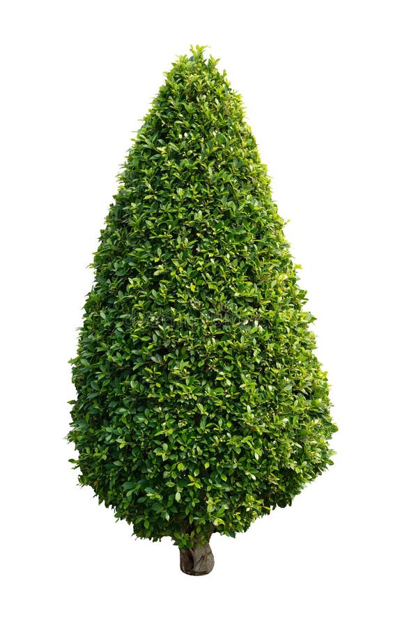 Round Shaped Trees Isolated on White Background Stock Photo - Image of ...