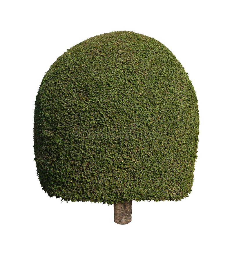 Round Shaped Trees Isolated on White Background Stock Photo - Image of ...