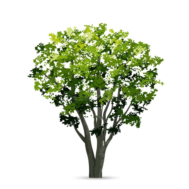 Tree Isolated on White Background with Soft Shadow. Vector. Stock ...