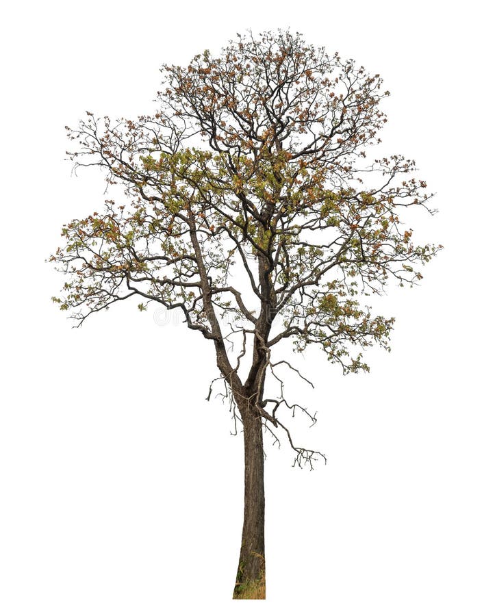 Tree Isolated on White Background, Suitable for Both Print and Web ...
