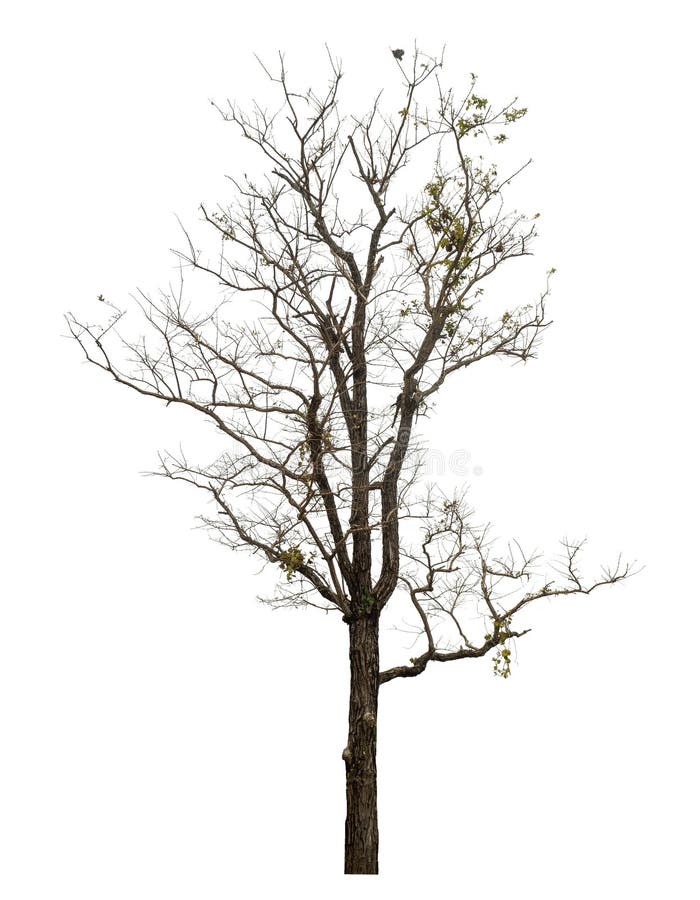 Tree Isolated on White Background, Suitable for Both Print and Web ...