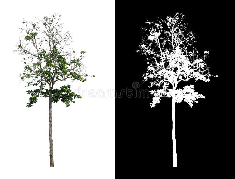 Tree that are Isolated on White Background are Suitable for Both ...