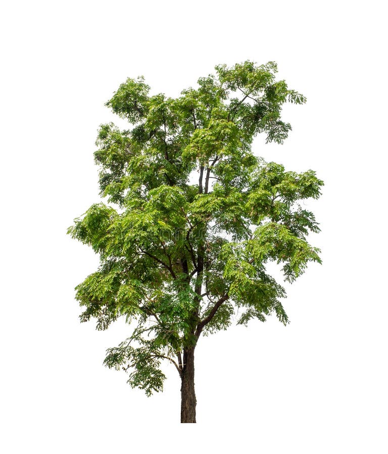 Tree that are Isolated on a White Background are Suitable for Both ...