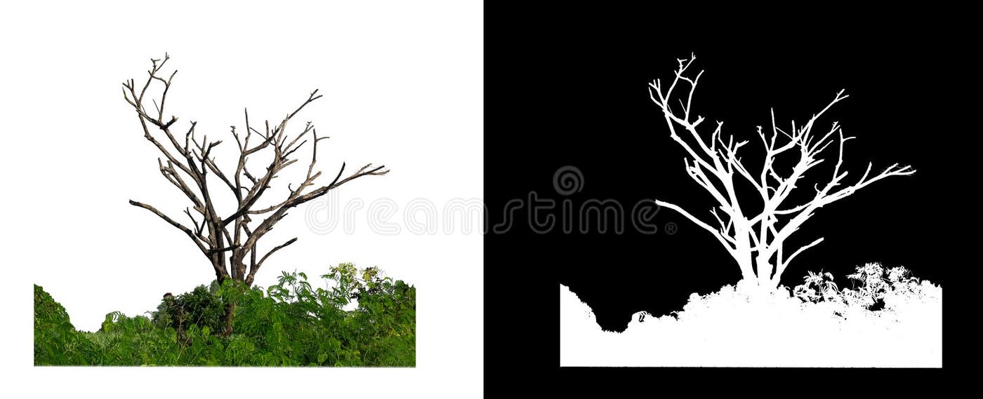 1,699 Pine Bush Branch Alpha Stock Photos - Free & Royalty-Free Stock ...