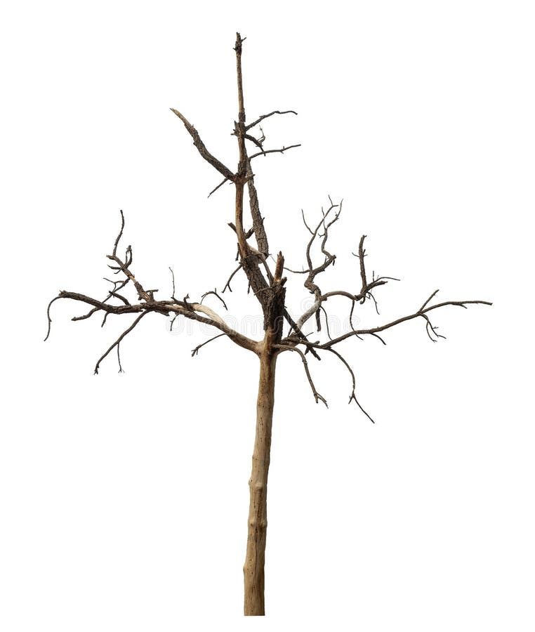 Dead Tree Isolated on White Background, Suitable for Both Print and Web ...