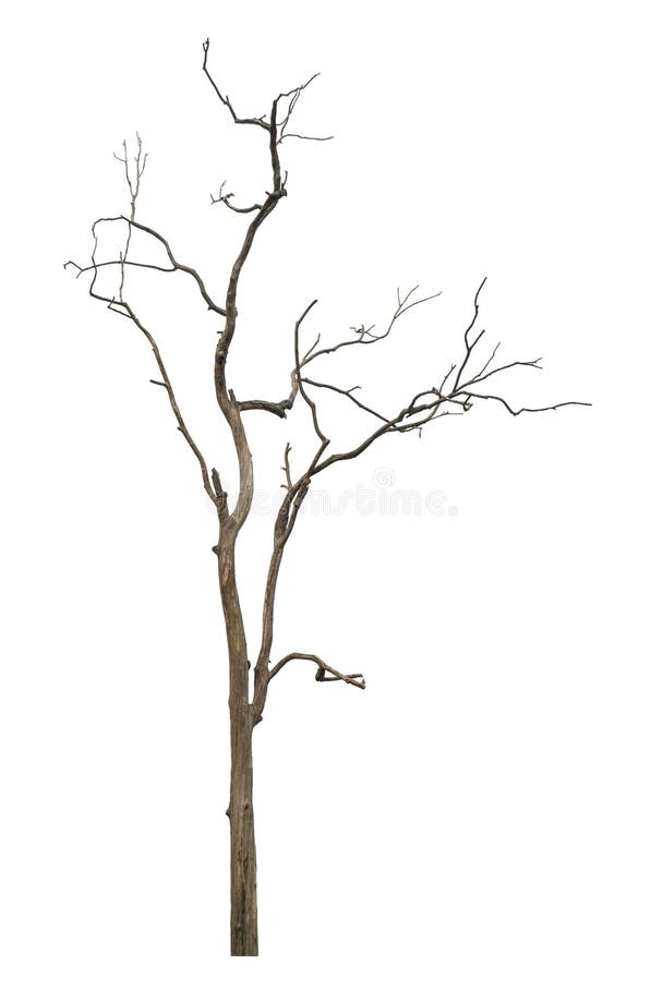 Dead Tree Isolated on White Background, Suitable for Both Print and Web ...