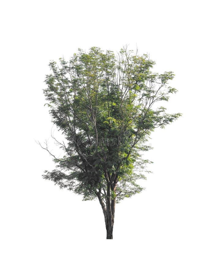 Isolated Single Tree on White Background for Web Page Stock Photo ...