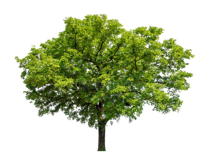 Tree that are Isolated on a White Background are Suitable for Both ...