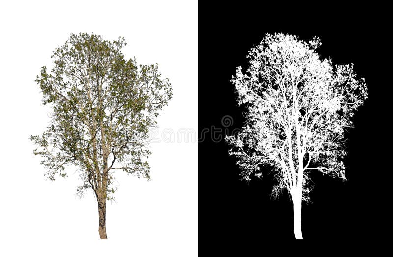 Tree that are Isolated on a White Background are Suitable for Both ...
