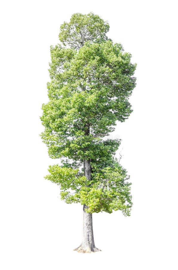 3,053 High Resolution Sky Tree Stock Photos - Free & Royalty-Free Stock ...