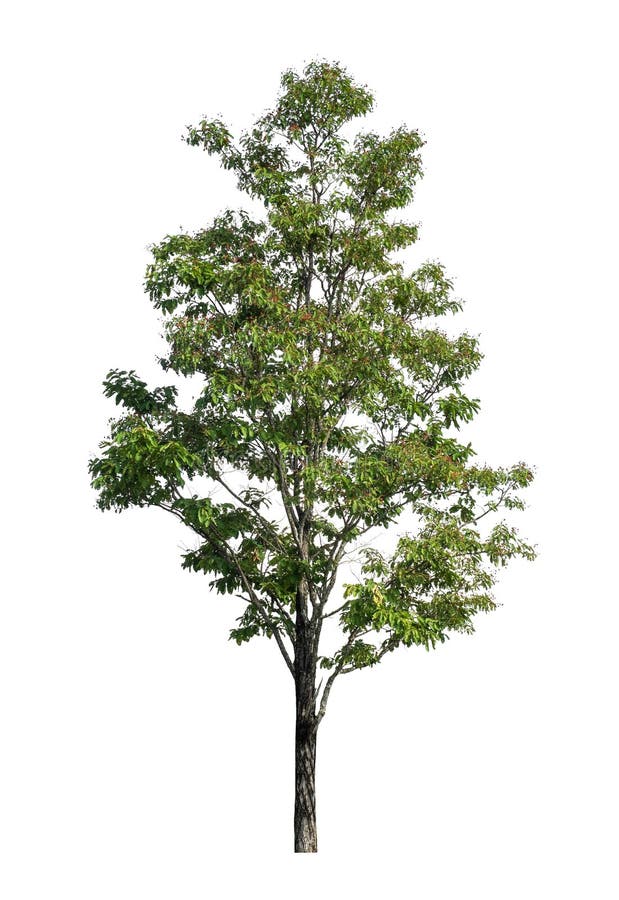 Tree that are Isolated on a White Background are Suitable for Both ...