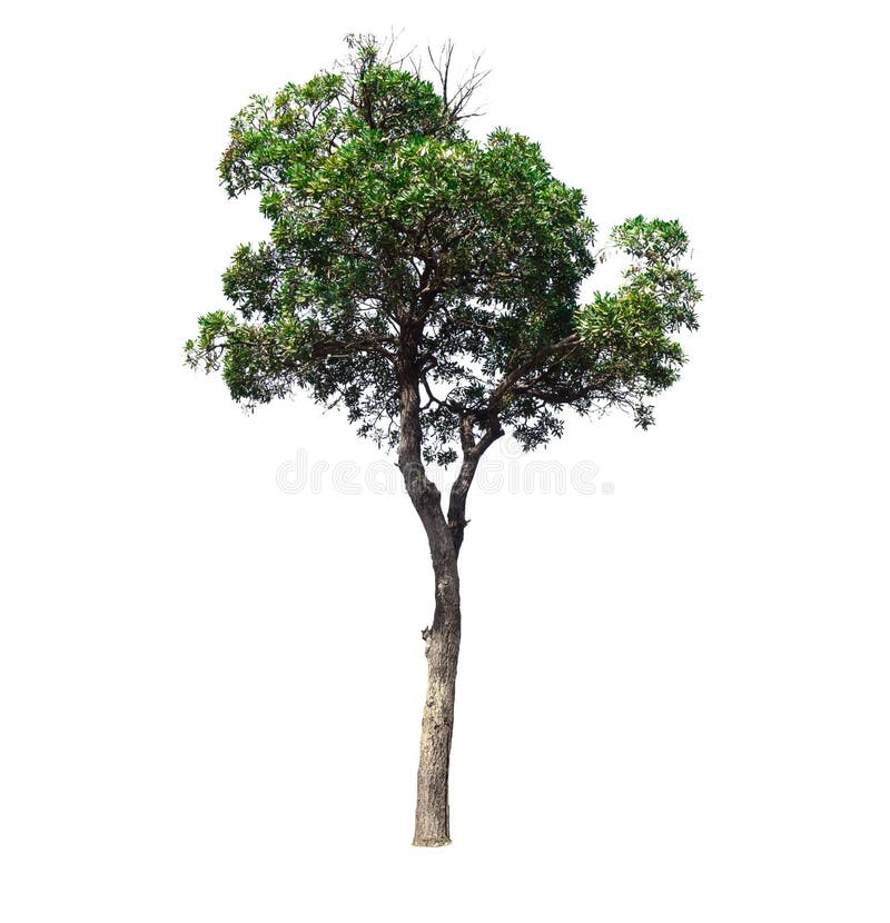 Tree Isolated on White Background Stock Image - Image of leaf, canopy ...