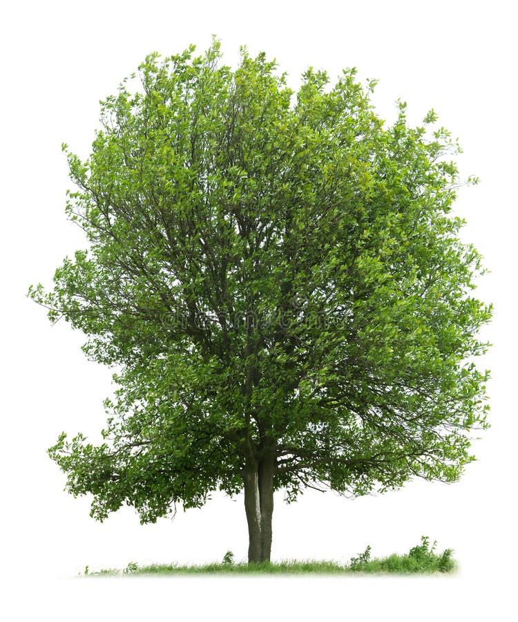 Big Tree - Oak Isolated on a White Stock Photo - Image of leaves, color ...