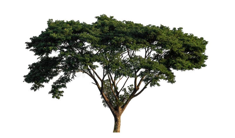 Tree Isolated on White Background, Tropical Tree . Stock Image - Image ...