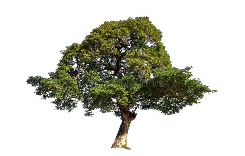 Tree Isolated on White Background, Tropical Tree . Stock Photo - Image ...