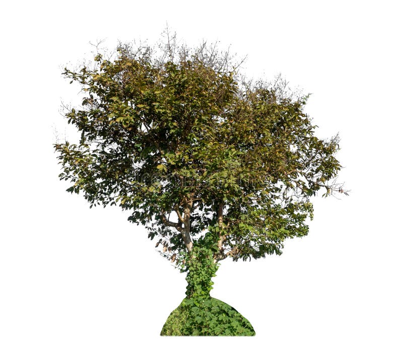 Tree Isolated on White Background, Tropical Tree . Stock Image - Image ...