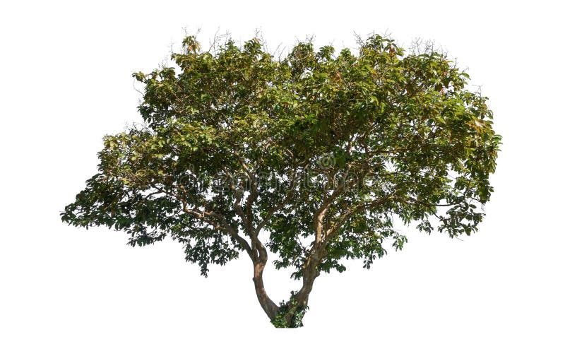 Tree Isolated on White Background, Tropical Tree . Stock Image - Image ...