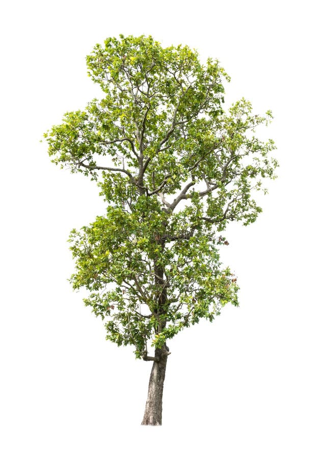 Tree Isolated on White Background Stock Image - Image of background ...