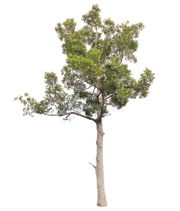 Tree Isolated on White Background Stock Image - Image of ground, branch ...