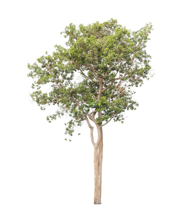 Tree Isolated on White Background Stock Image - Image of growing, floor ...