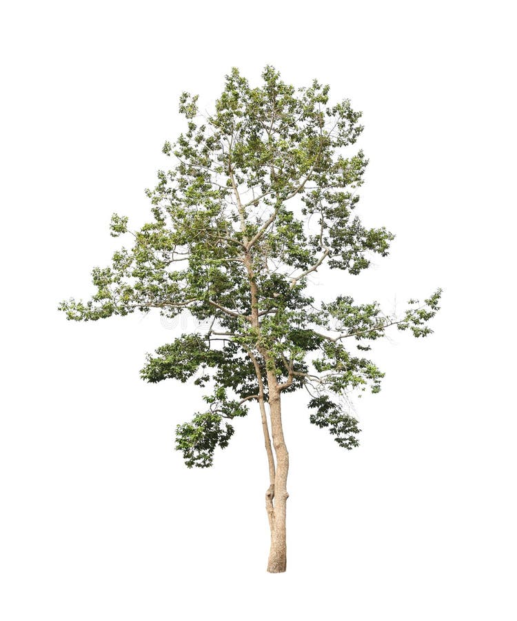 Tree Isolated on White Background Stock Illustration - Illustration of ...
