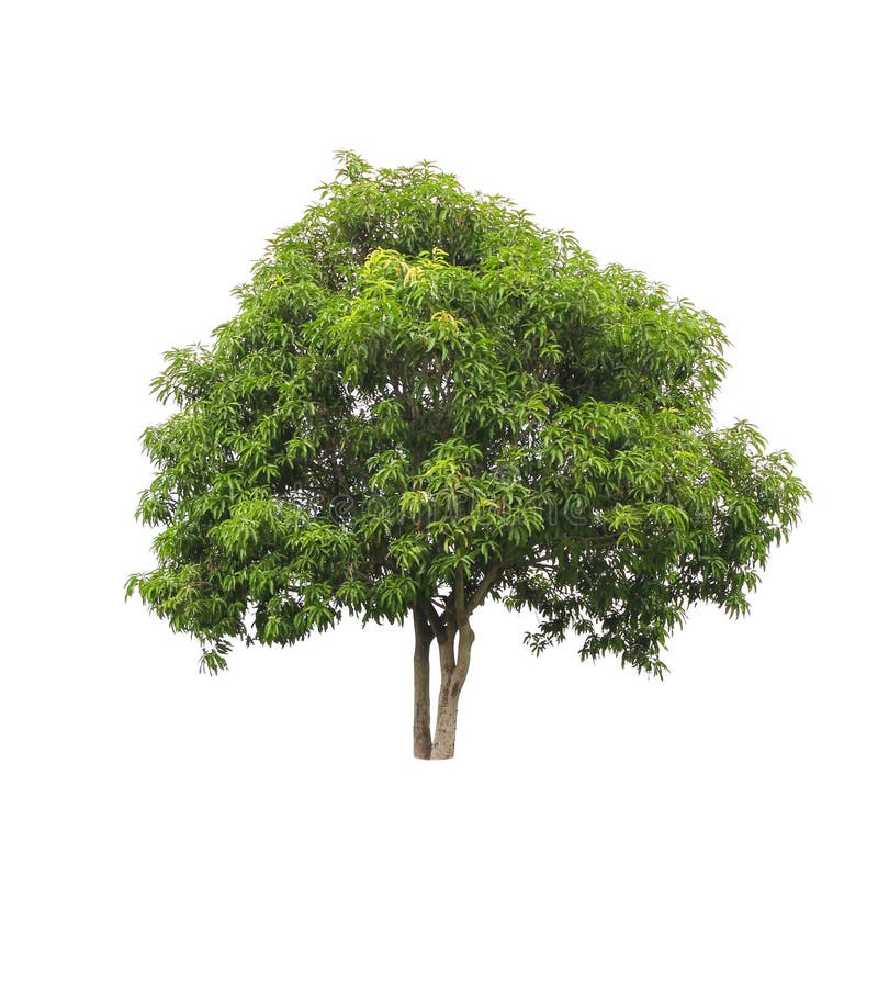 Tree Isolated on White Background Stock Illustration - Illustration of ...