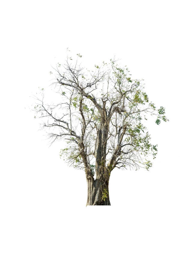 Tree Isolated on White Background.Tropical Trees Isolated Used for ...