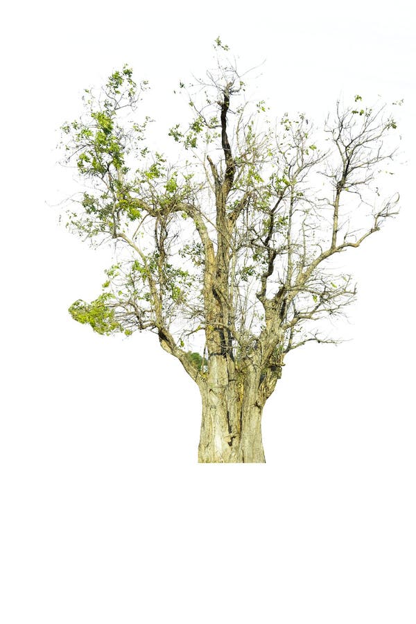 Tree Isolated on White Background.Tropical Trees Isolated Used for ...