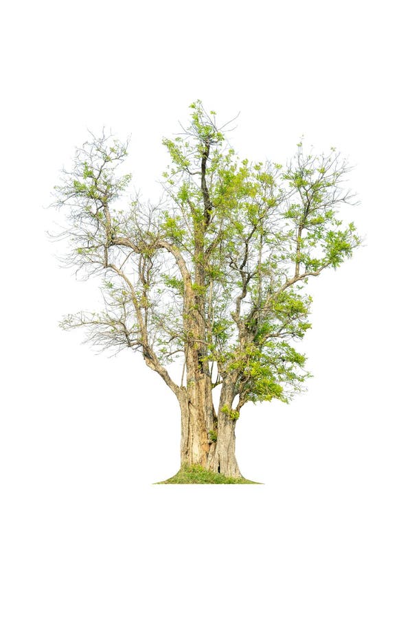 Tree Isolated on White Background.Tropical Trees Isolated Used for ...