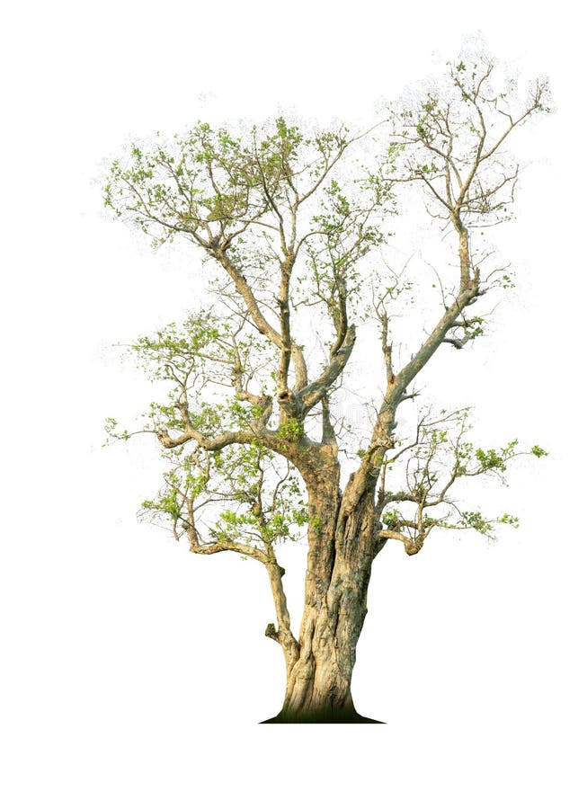 Tree Isolated on White Background.Tropical Trees Isolated Used for ...