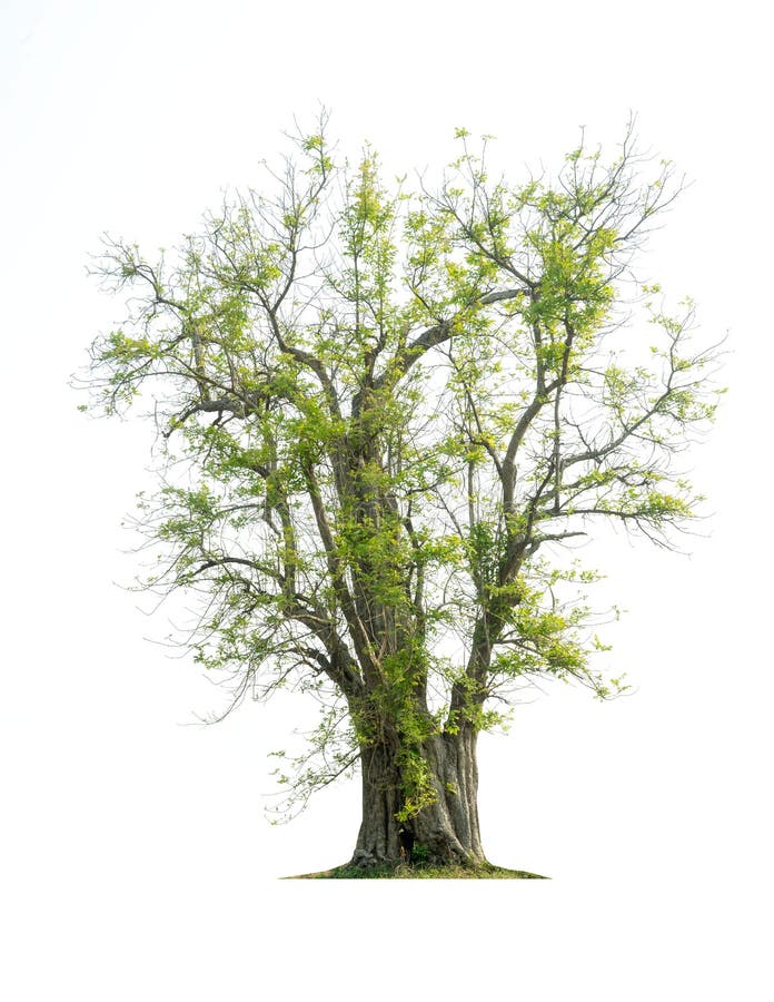 Tree Isolated on White Background.Tropical Trees Isolated Used for ...
