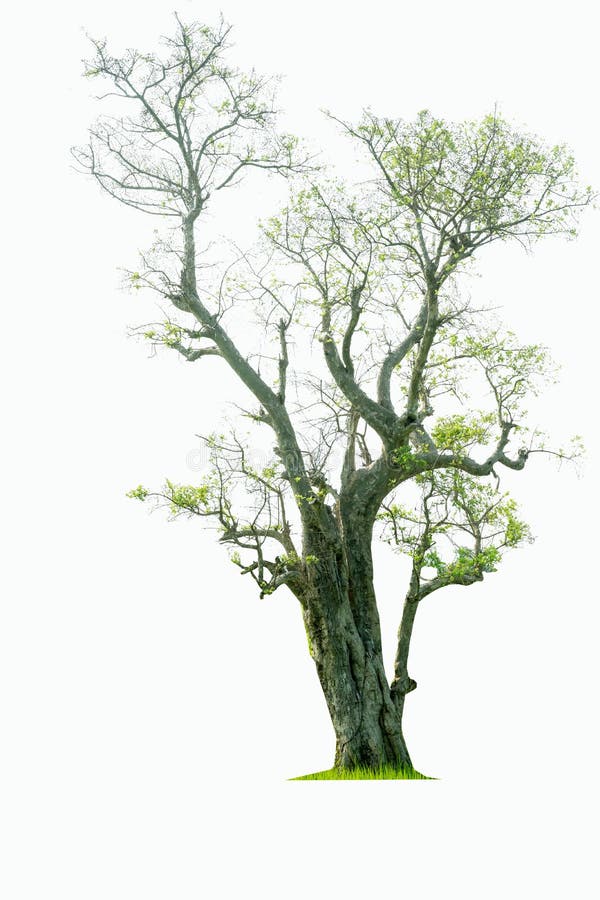 Tree Isolated on White Background.Tropical Trees Isolated Used for ...