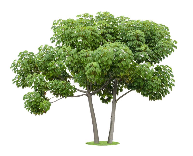 Tree Isolated on White Background, Tropical Trees Isolated Used for ...