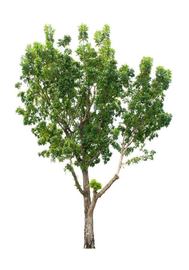 Tree Isolated on White Background for Use in Architectural Design or ...