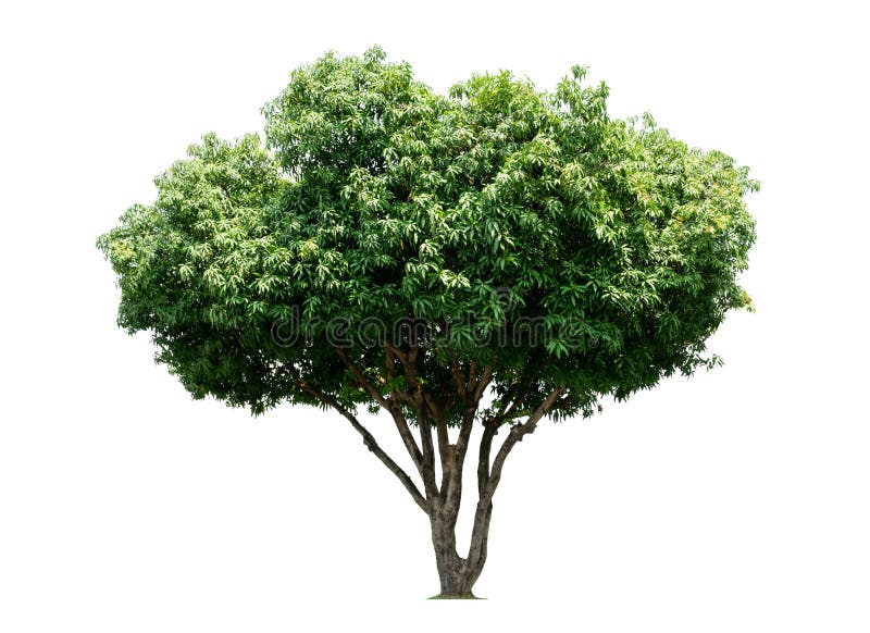 Tree Isolated on White Background for Use in Architectural Design or ...