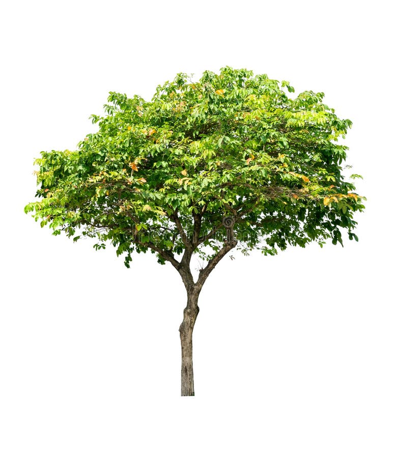 Tree Isolated on White Background for Use in Architectural Design or ...