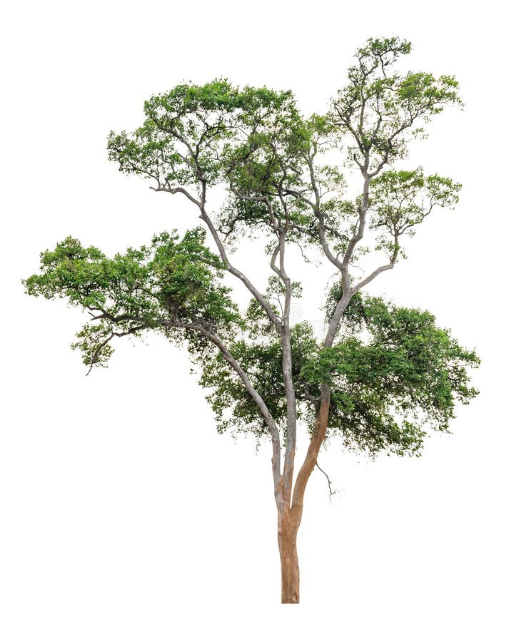 Tree Isolated on White Background for Use in Architectural Design or ...