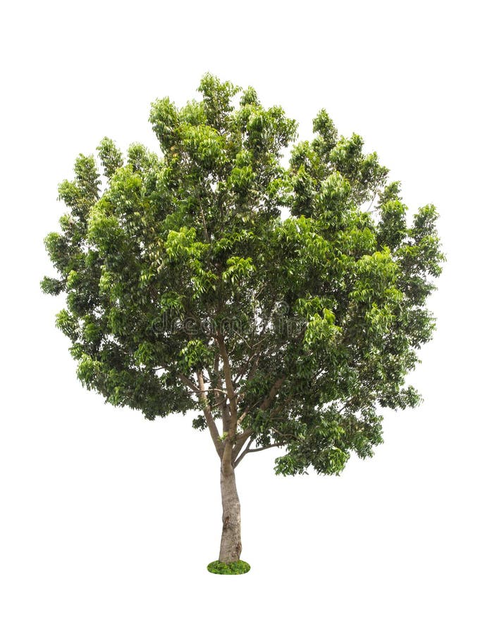 Tree Isolated on White Background Stock Photo - Image of growth ...