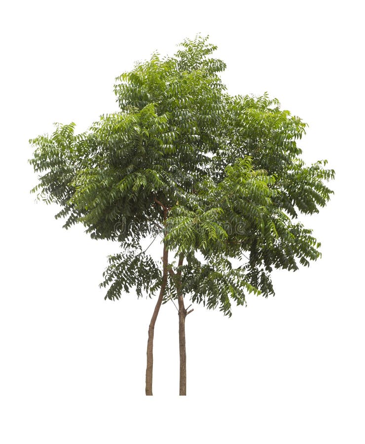 Tree Isolated on White Background Stock Image - Image of decorative ...