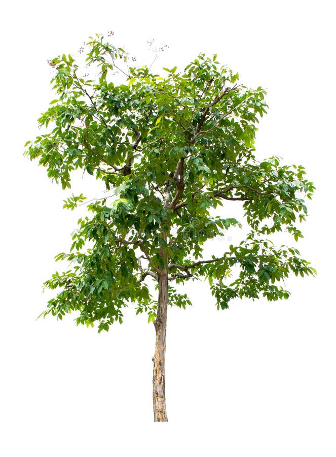 Tree Isolated on White Background for Use in Architectural Design or ...