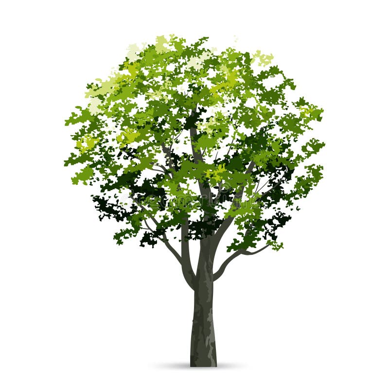 Tree Isolated on White Background. Use for Landscape Design ...